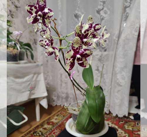 Орхидея фаленопсис (Phalaenopsis)