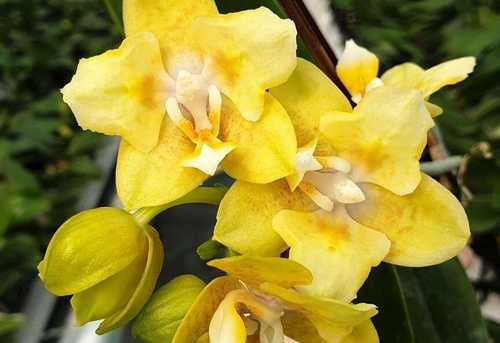 Орхидея фаленопсис бабочка арома