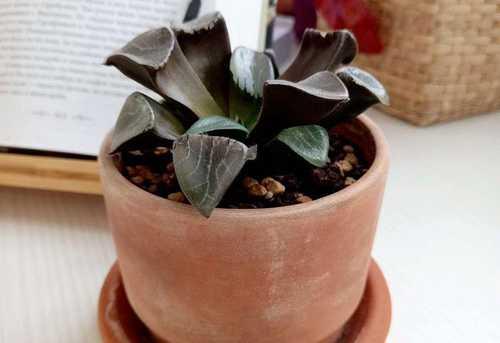 Суккулент Хавортия Байера (Haworthia bayeri)