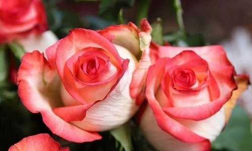 Саженцы роз. Роза Блаш