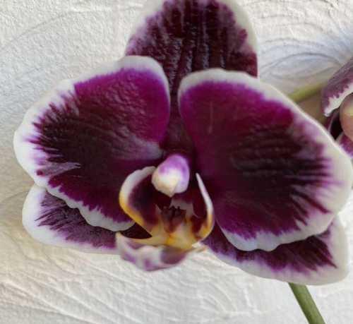 Орхидея фаленопсис Ever Spring Prince