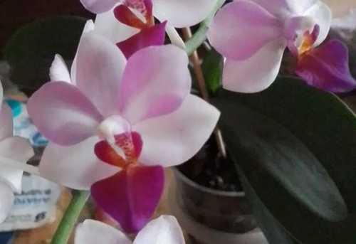 Орхидея сортовая (Азия)