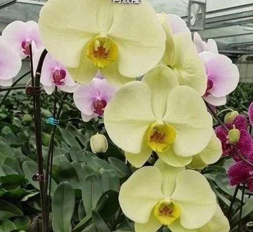 Орхидея фаленопсис Phal. Golden Apollon