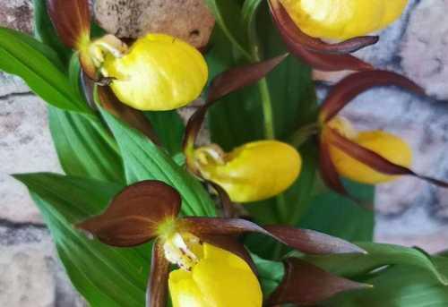 Орхидея садовая многолетняя купавка