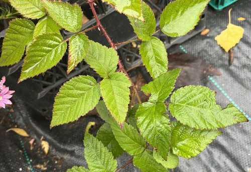 Ежевика Rubus Tornfree, Rubus karaka black
