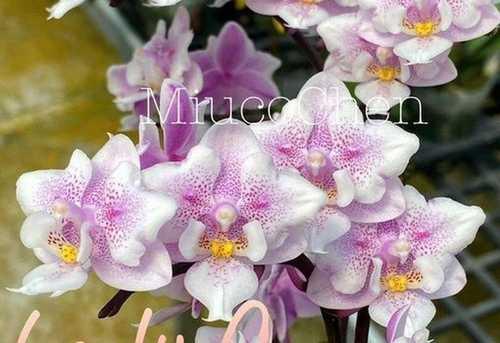 Орхидея Phal. F239 Peloric- Lady Q