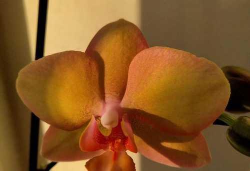 Орхидея фаленопсис Легато