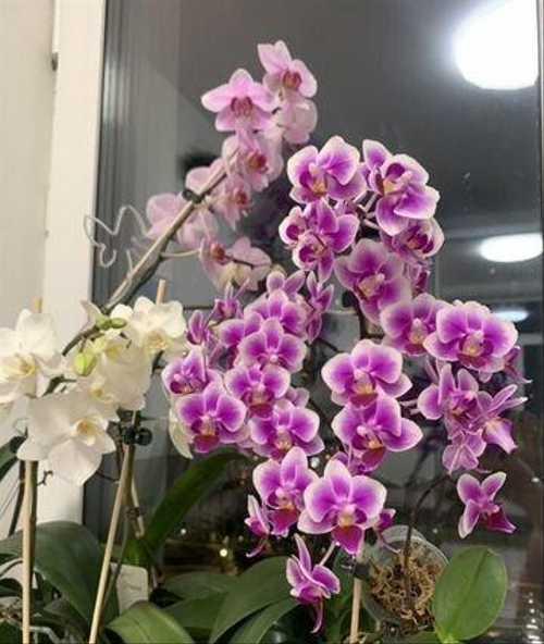 Орхидея Phalenopsis Multiflora сорт “pixie”