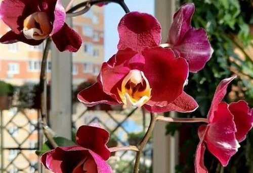 Орхидея Каменная роза