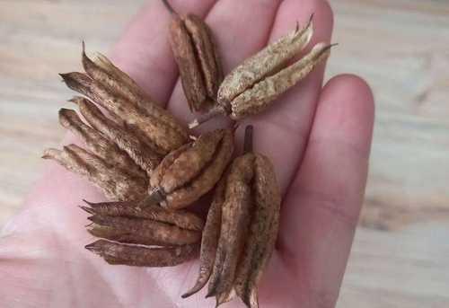 Семена аквилегии и гвоздики турецкой