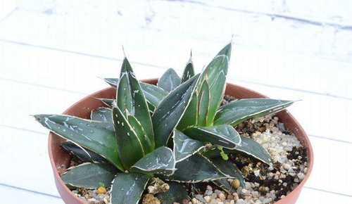 Agave Victoriae-Reginae 2heads (Агава) (SCT28842)