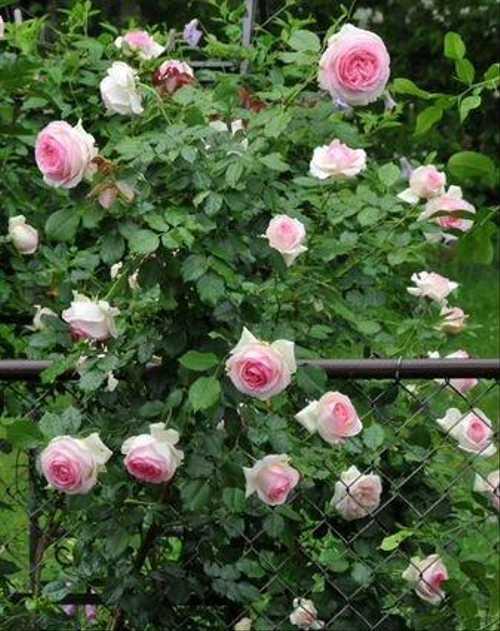 Парковая роза Херитедж в горшке бесплатна доставка
