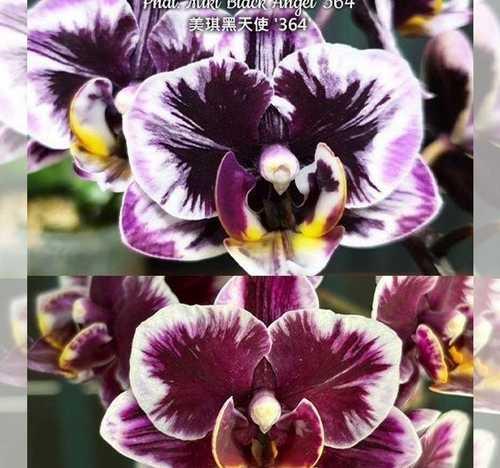 Орхидея фаленопсис Phal. Miki Black Angel '364'