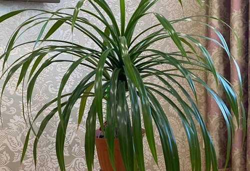 Комнатное растение пальма