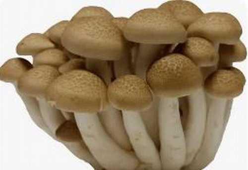 Мицелий зерновой гриба шимиджи