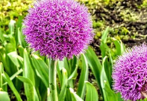 Лук декоративный аллиум