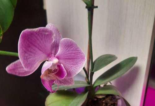 Орхидея фаленопсис 2шт