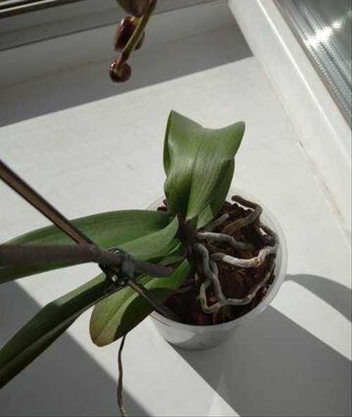 Орхидея фаленопсис Полька дотс