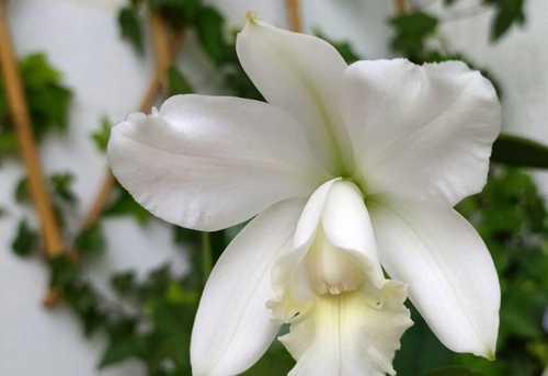 Белая Орхидея Каттлея (Cattleya)