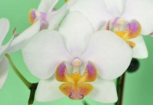 Орхидея Phal. YH0550 Olaf