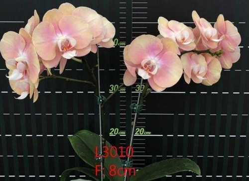 Орхидея Phal. L3010 Zeus