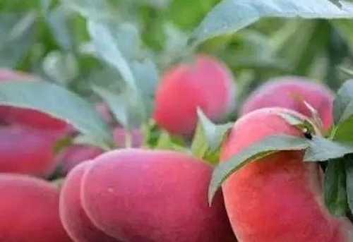 Саженцы персика, сливы, яблони и хурмы оптом