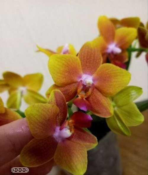 Орхидея фаленопсис Мультифлора арома