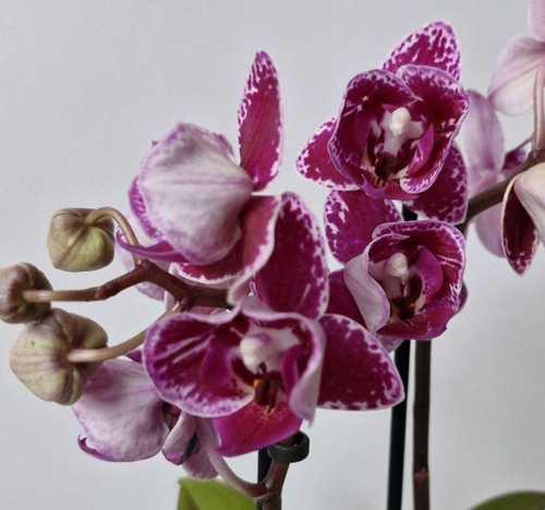 Орхидея Horglin пелор