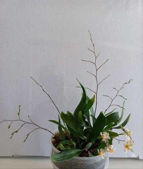 Орхидея Онцидиум Твинкле