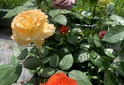 Розы садовые микс