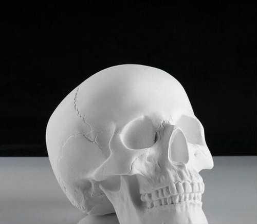 Гипсовая фигура череп анатомический