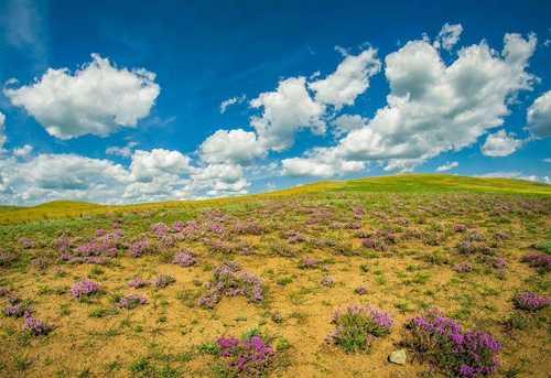 Чабрец,бессмертник,ромашка сушеные