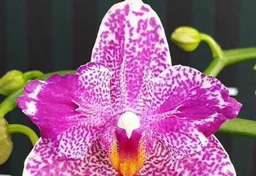 Орхидея Phal. Hualien Pink Galaxy '272' (peloric)