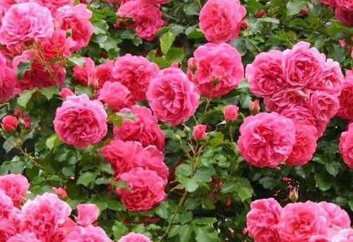 Саженцы цветов - роза Розариум Ютерсен