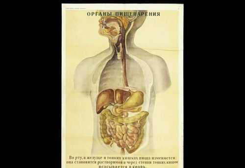 Плакат 1965г Пищеварение 85х58см СССР анатомия