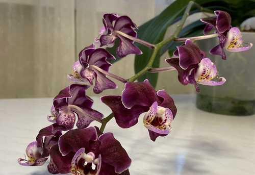 Орхидея Азиатская