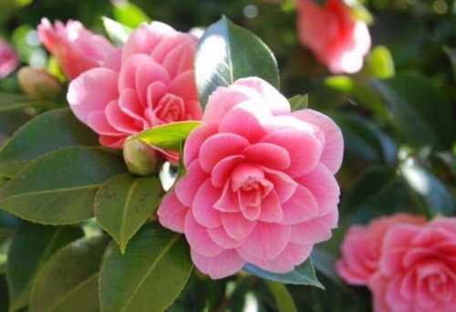 Камелия(японская роза)