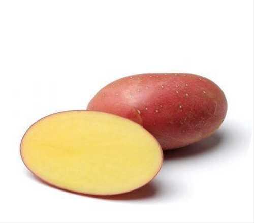 Картофель семенной Ред Соня
