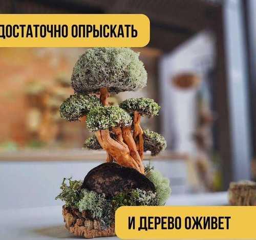 Оригинальное деревце из цетрарии