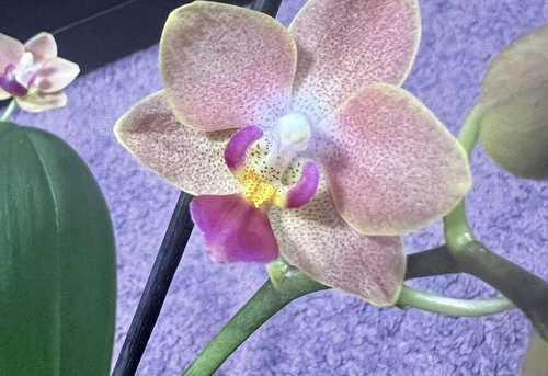 Орхидея Perfume Alice арома
