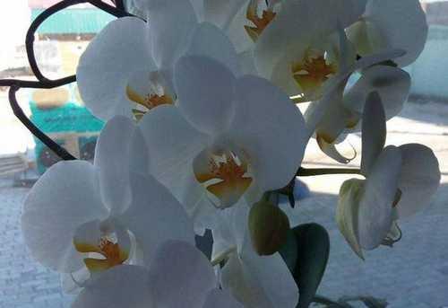 Грунт для орхидей