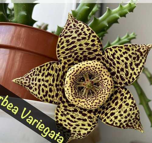 Orbea variegata (стапелия)