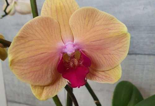 Сортовая цветущая орхидея