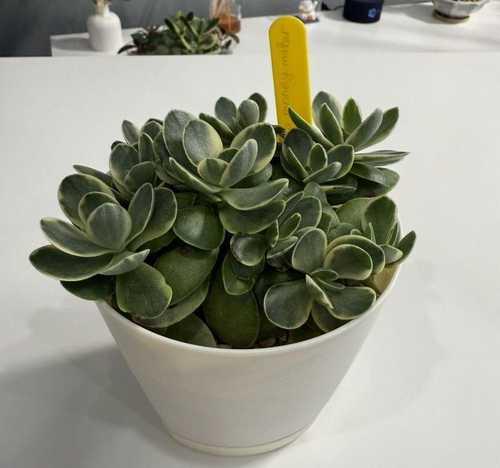 Крассула мани мейкер (crassula money maker)
