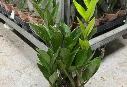 Замиокулькас Zamiifolia