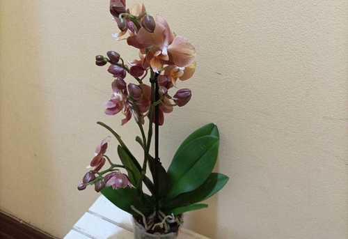 Орхидея фаленопсис 1st Монако