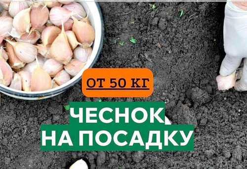 Чеснок оптом