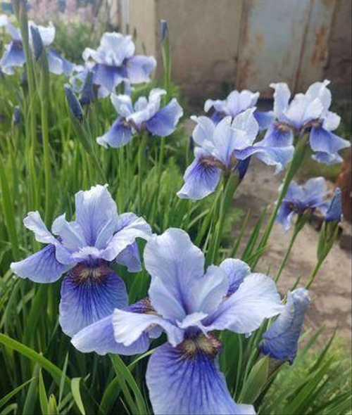 Ирис сибирский