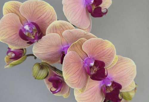 Орхидея Caribbean Dream