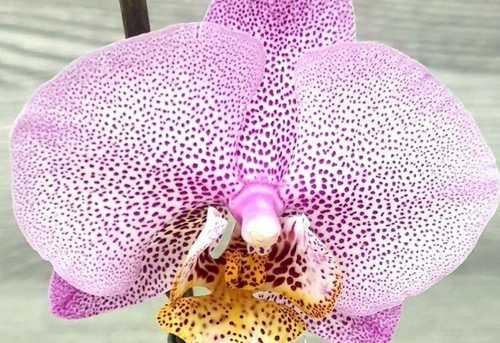 Орхидея Манхэттен Manhattan
